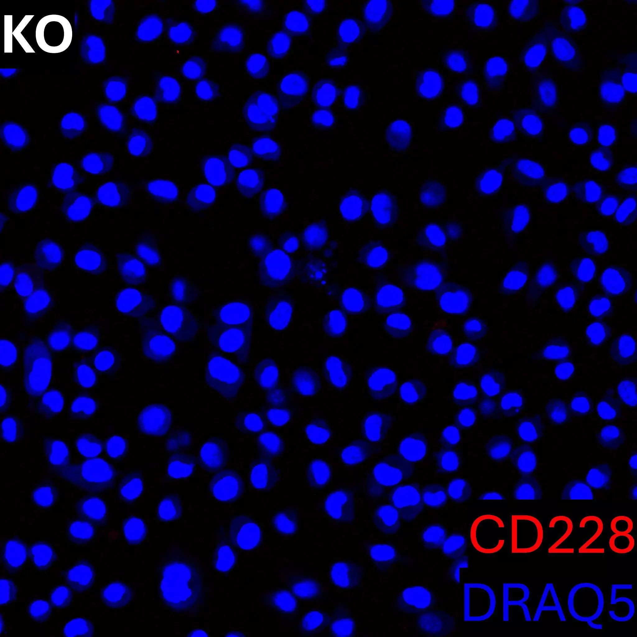 CD228 Antibody, anti-human, REAfinity™ | Miltenyi Biotec | USA