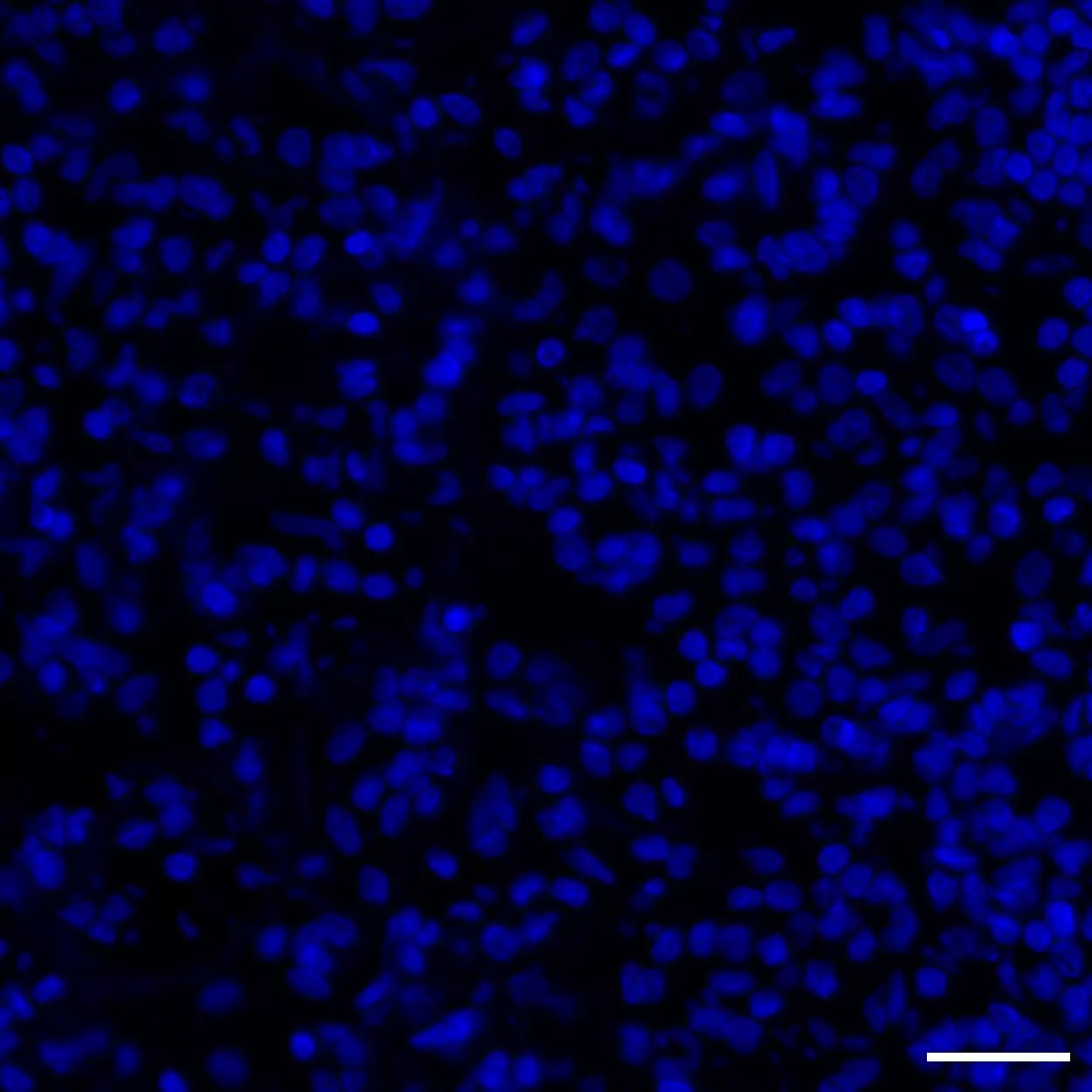 CD55 (DAF) Antibody, anti-human, REAlease® | Miltenyi Biotec | USA