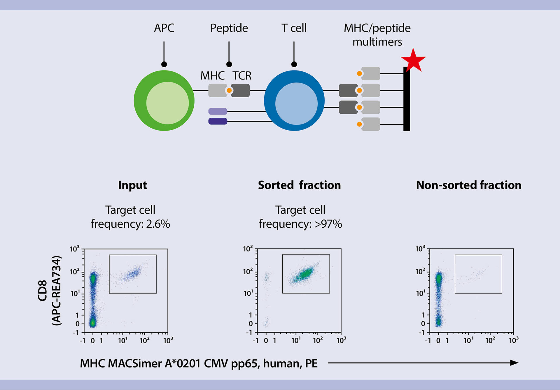 Antigen-specific T cells | stimulation, enrichment and analysis ...