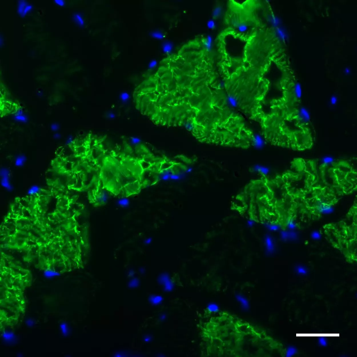 MYH7B Antibody, anti-human, REAdye_lease™ | Miltenyi Biotec | USA