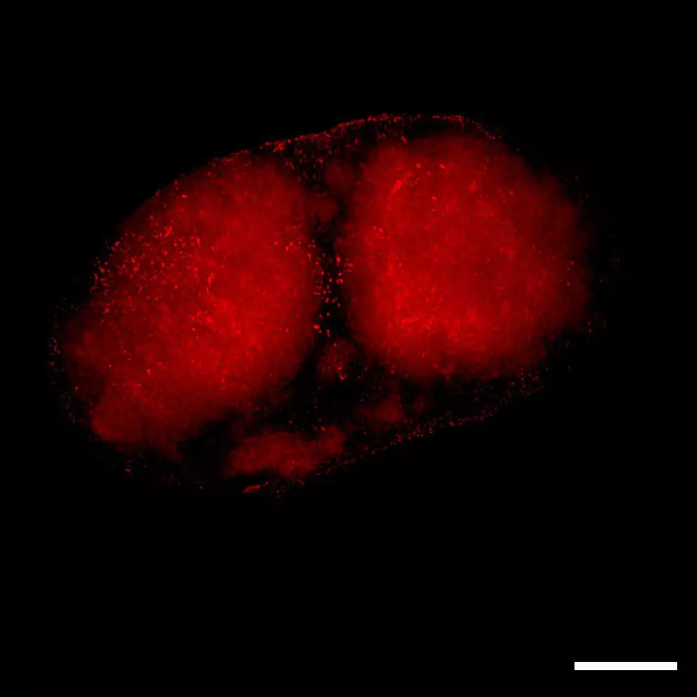 CD3 Antibody, anti-mouse, REAfinity™ | Miltenyi Biotec | USA