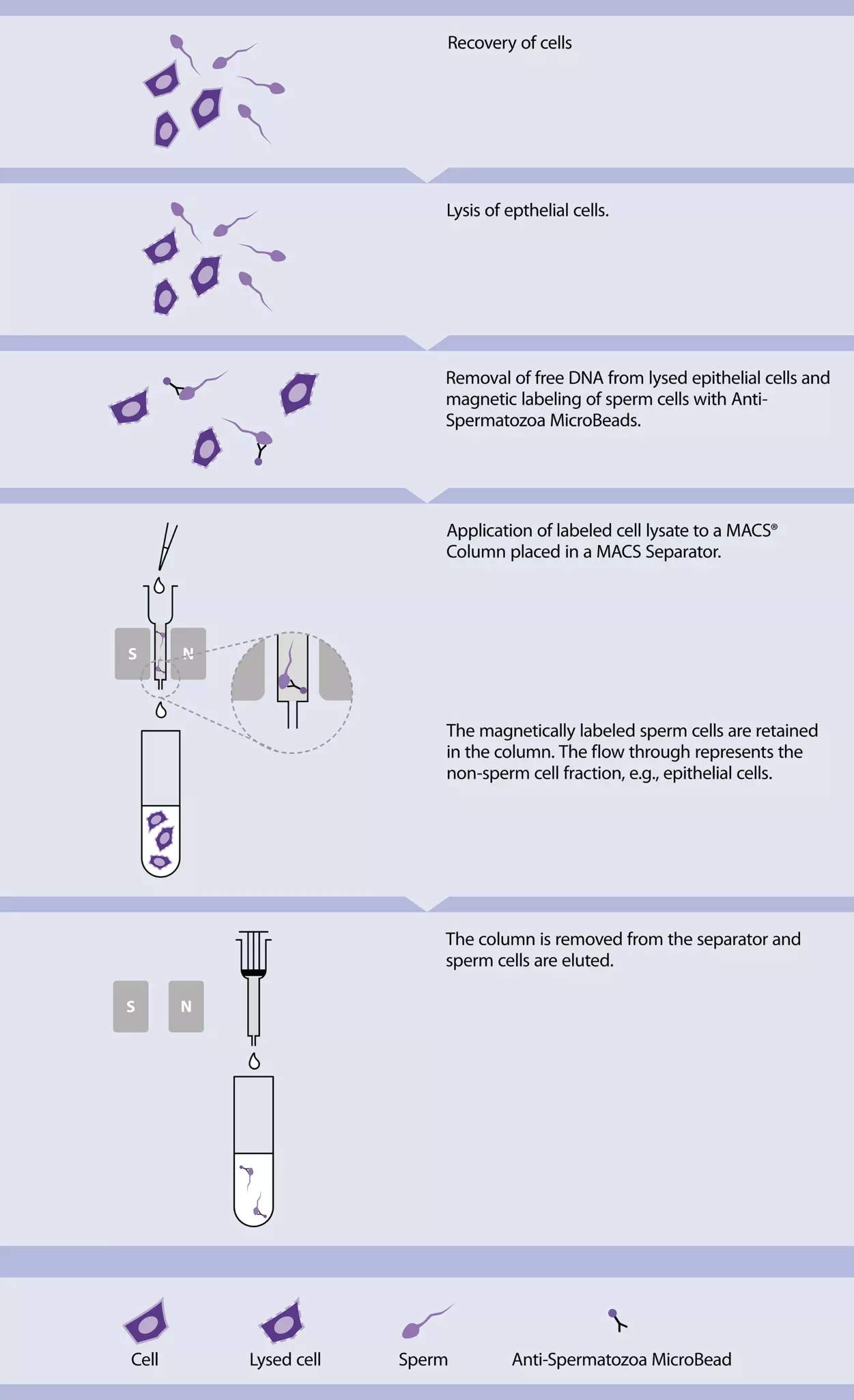 MACSprep™ Forensic Sperm MicroBead Kit, human | Miltenyi Biotec | India