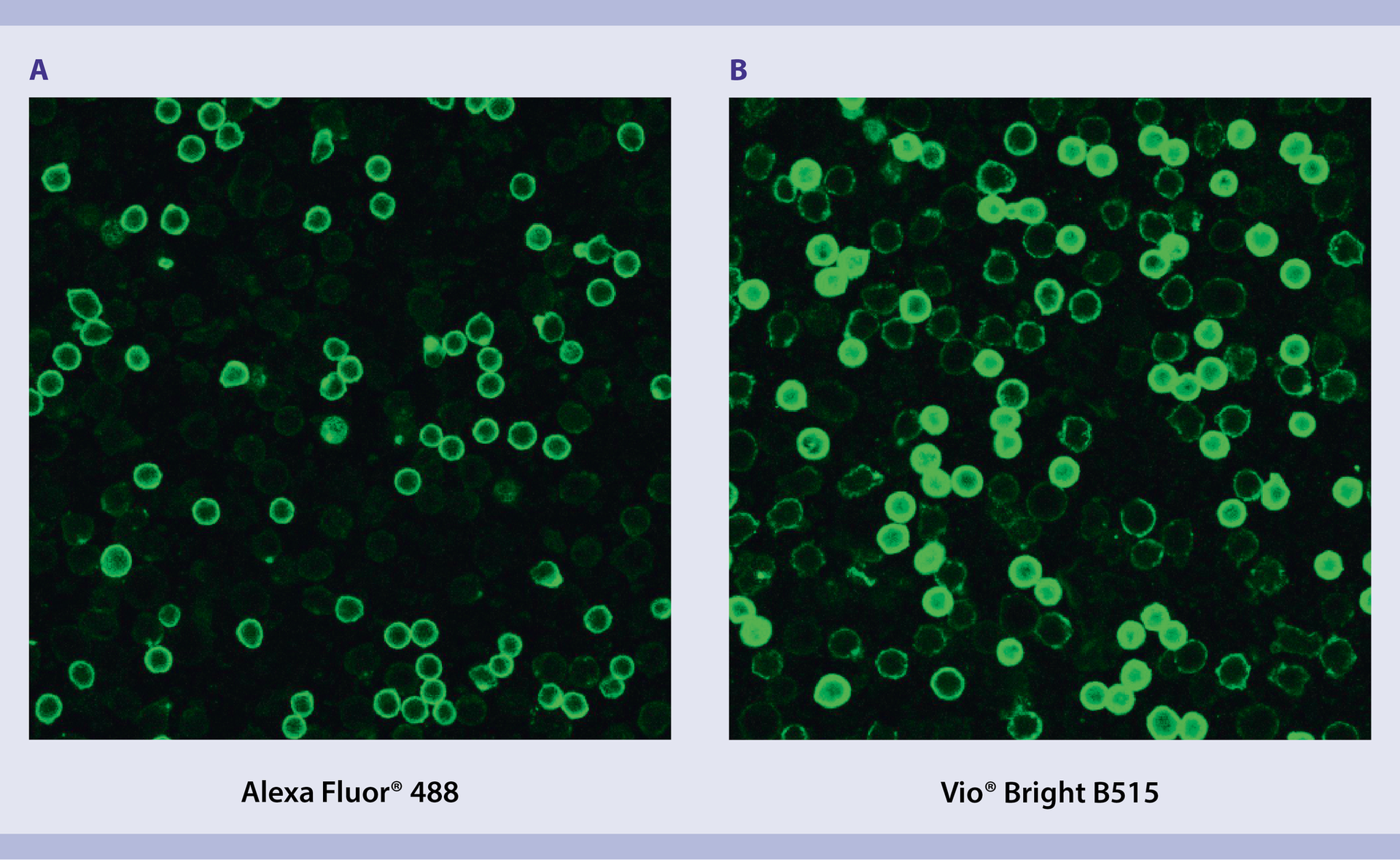Vio® Bright B515 and Vio® B515 Fluorophores | Miltenyi Biotec | Ireland