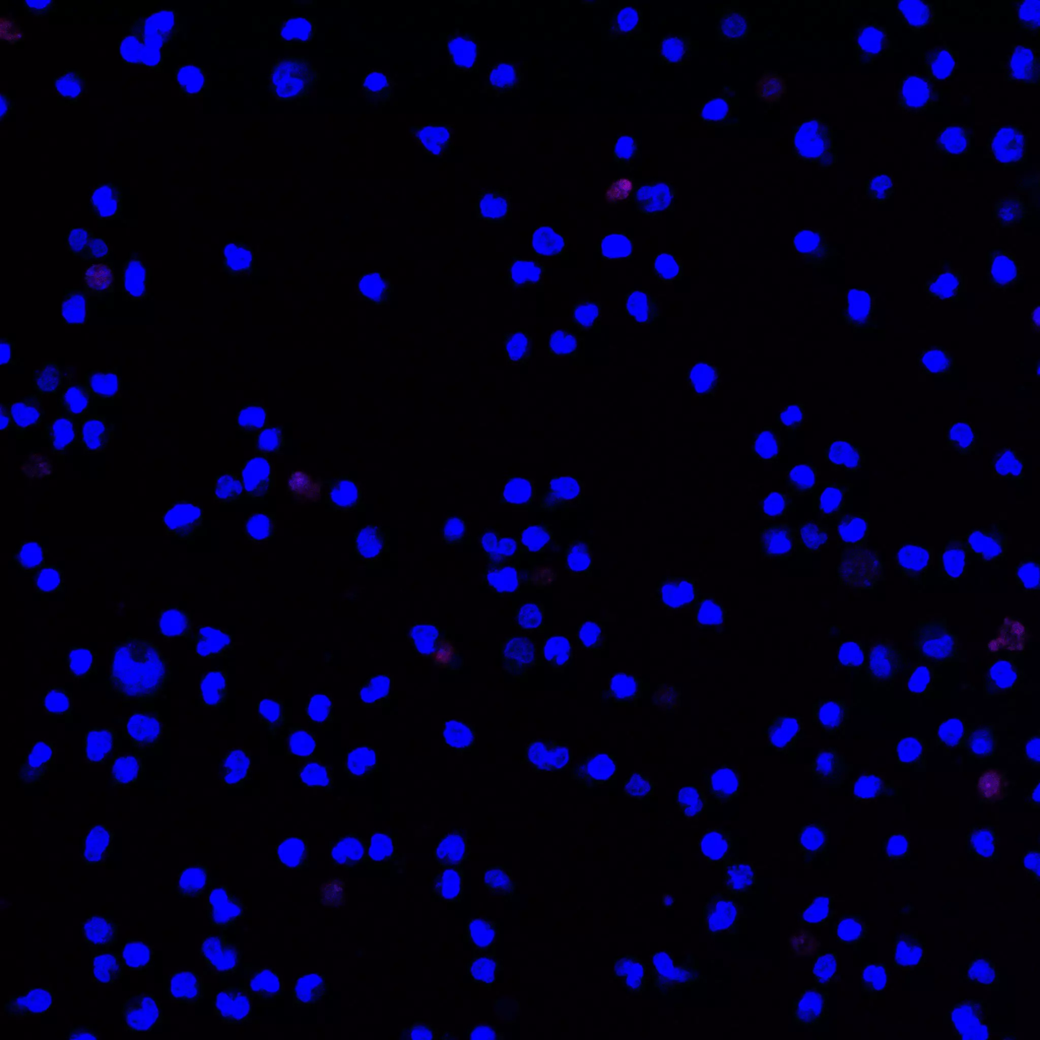 CD111 Antibody, anti-human, REAfinity™ | Miltenyi Biotec | USA