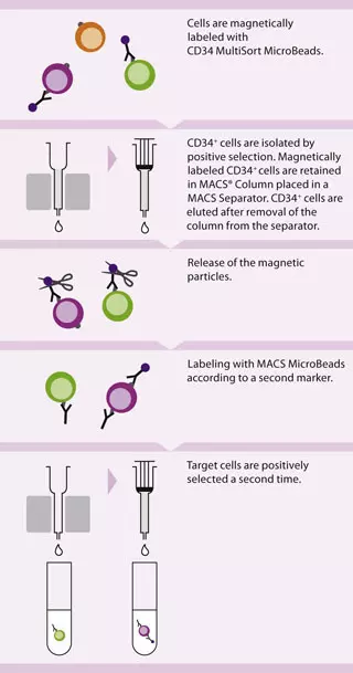 CD34 MultiSort Kit, human | Miltenyi Biotec | USA