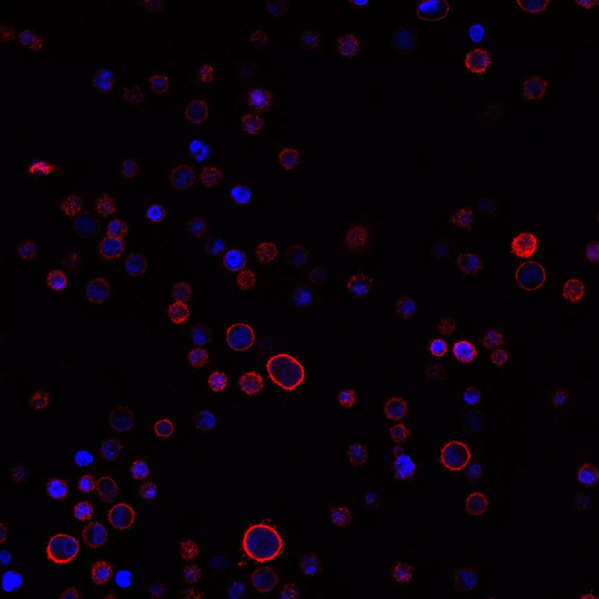 CD10 Antibody, anti-human, REAdye_lease™ | Miltenyi Biotec | USA