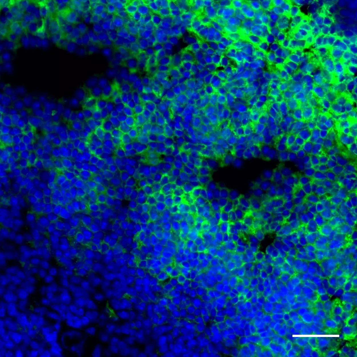 CD38 Antibody, anti-mouse, REAlease® | Miltenyi Biotec | USA