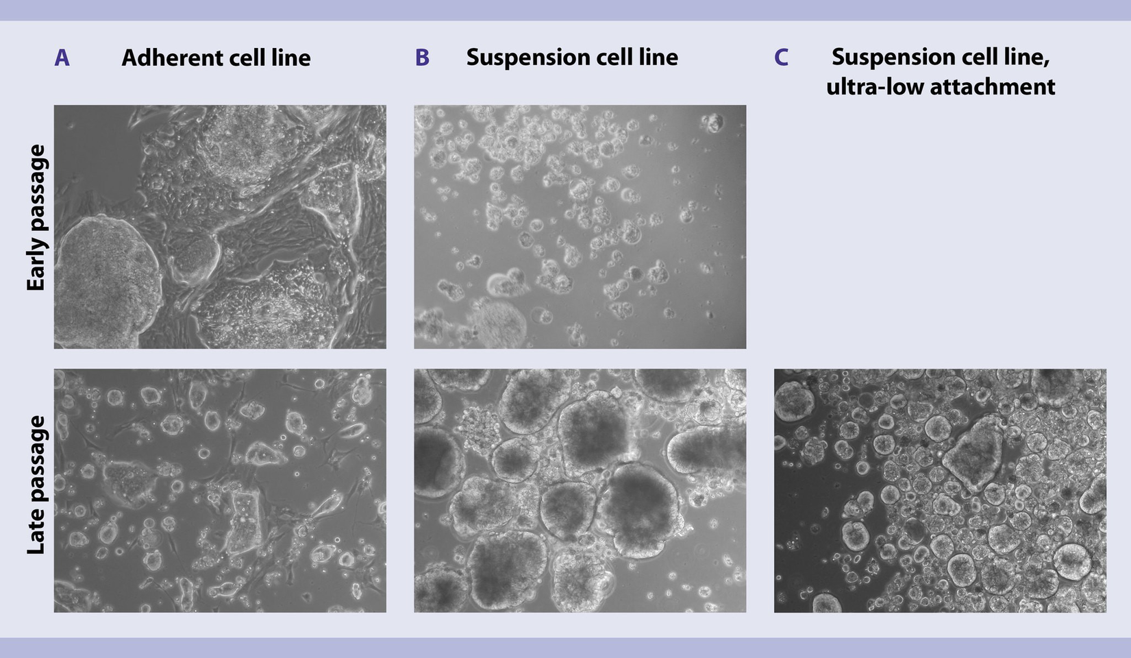 Initiation of human tumor cell culture from primary tumors | Miltenyi ...