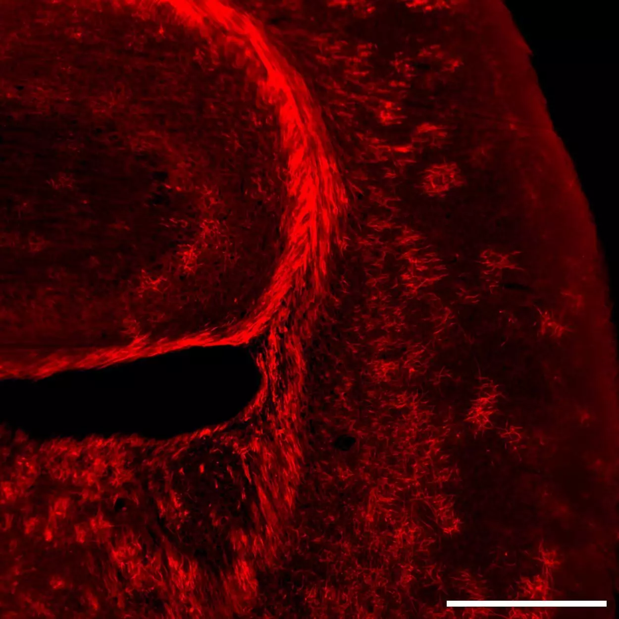 MBP Antibody, anti-human/mouse, REAfinity™ | Miltenyi Biotec | USA