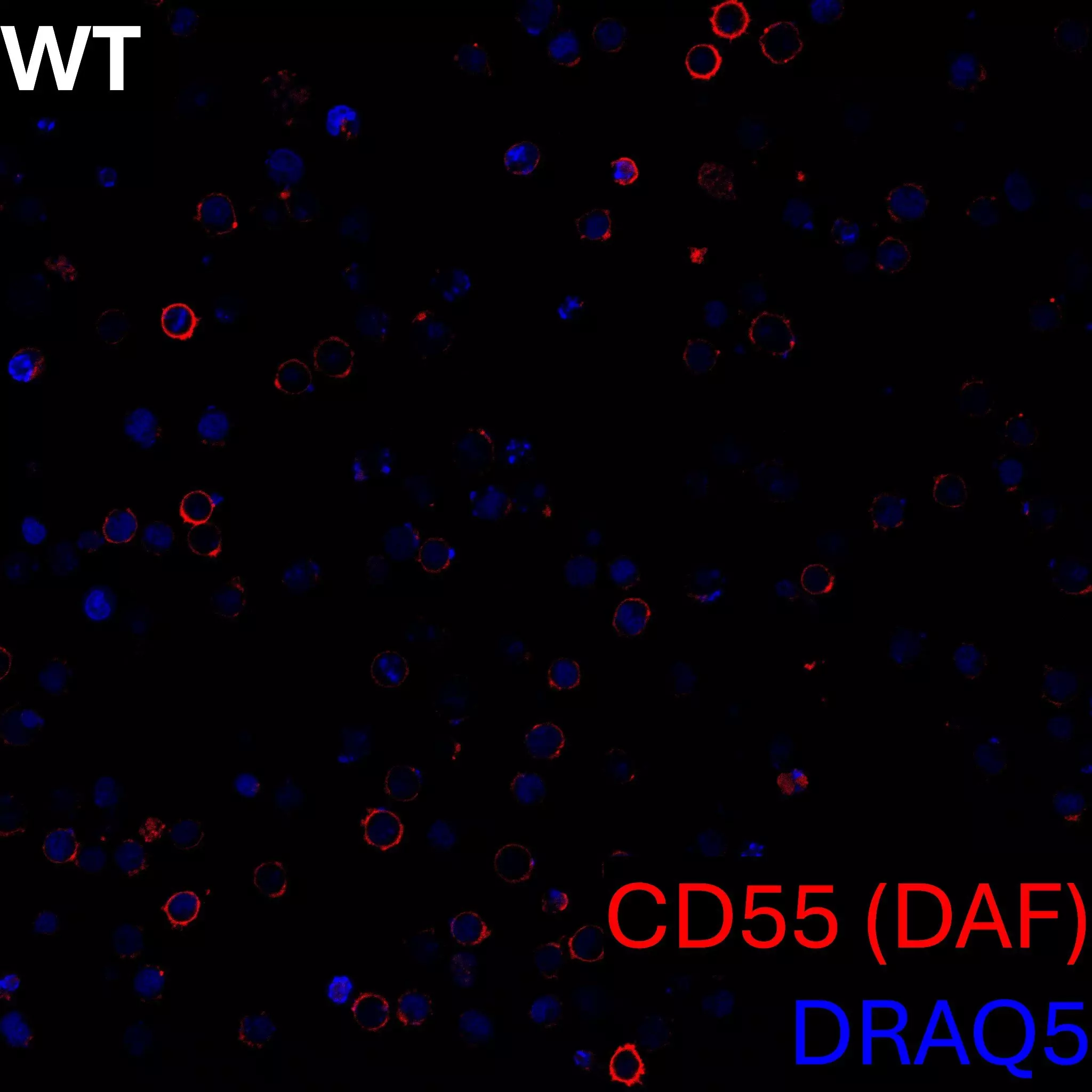 CD55 (DAF) Antibody, anti-human | Miltenyi Biotec | USA