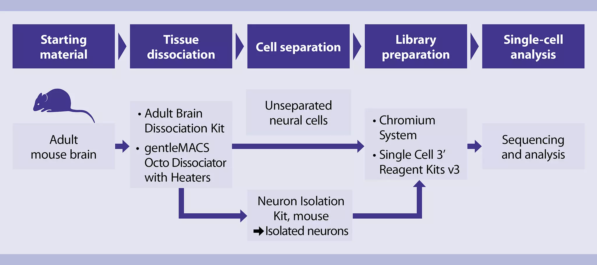 Adult brain dissociation | Workflow | Neural cells | Miltenyi Biotec | 대한민국