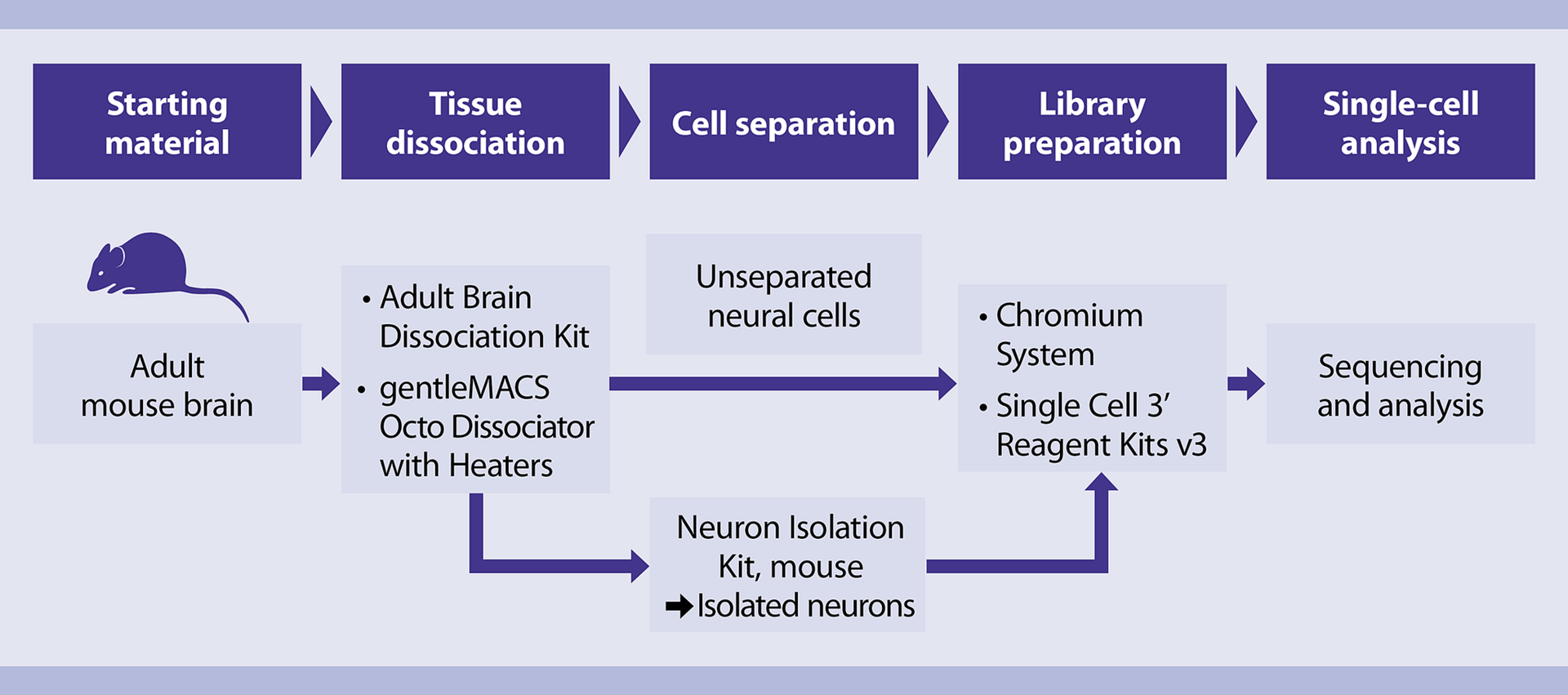 Neural cells | adult mouse brain | Workflow | Miltenyi Biotec | USA