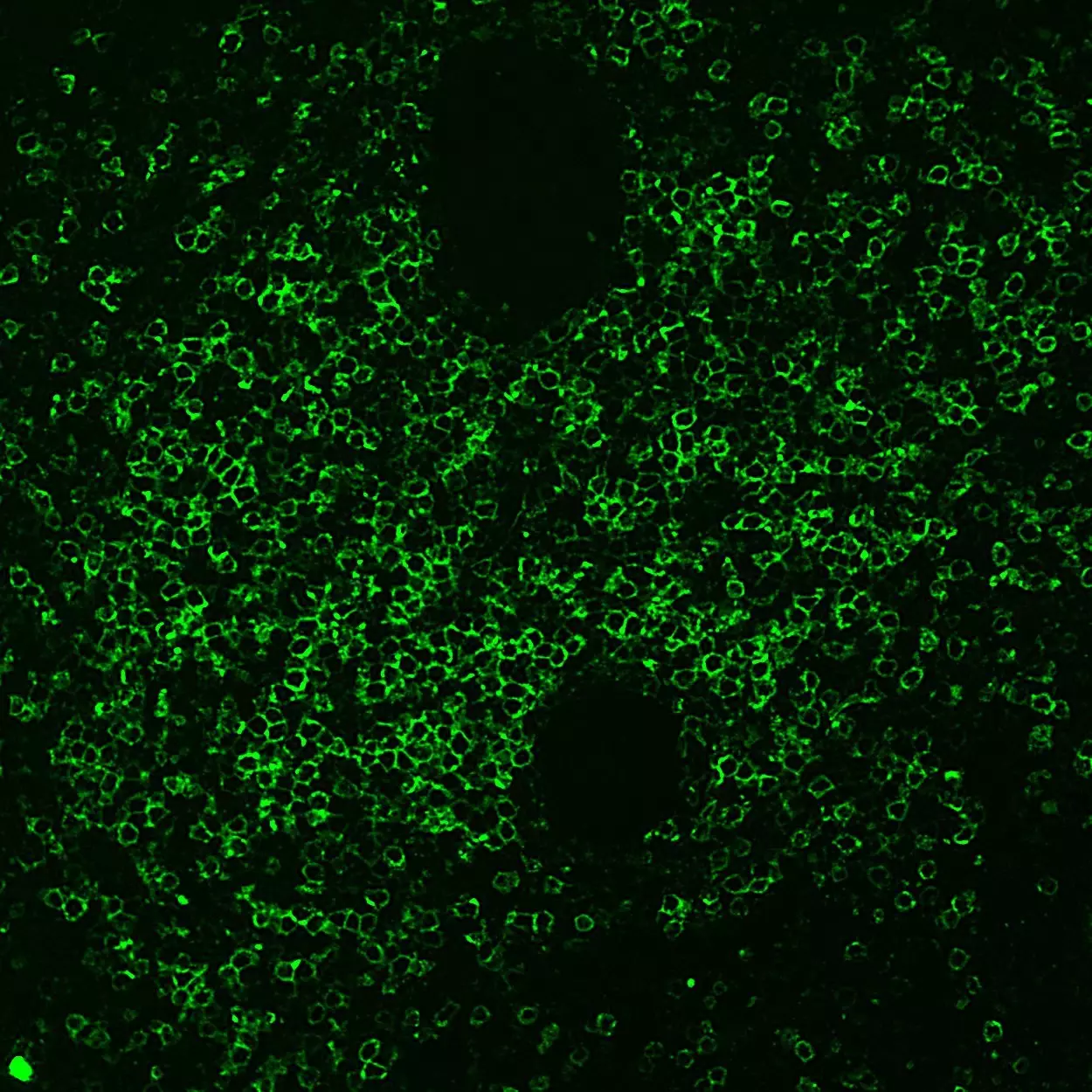 CD45RB Antibody, anti-human, REAfinity™ | Miltenyi Biotec | USA