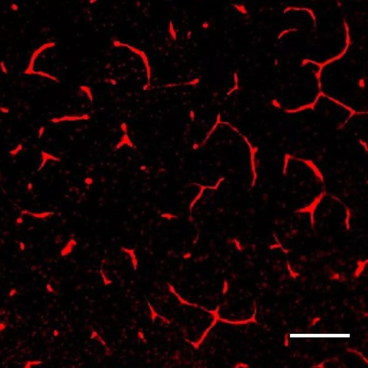CD31 Antibody, anti-mouse, REAfinity™ | Miltenyi Biotec | USA