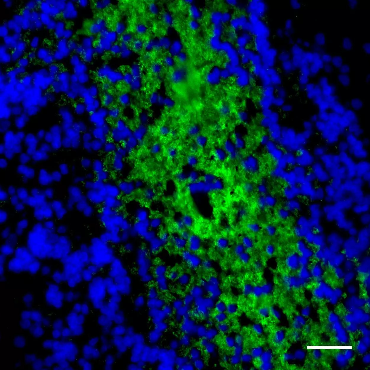 PLP Antibody, anti-human/mouse/rat, REAdye_lease™ | Miltenyi Biotec | USA