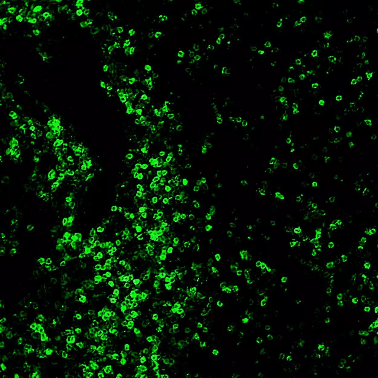 CD45RB Antibody, anti-human, REAfinity™ | Miltenyi Biotec | USA
