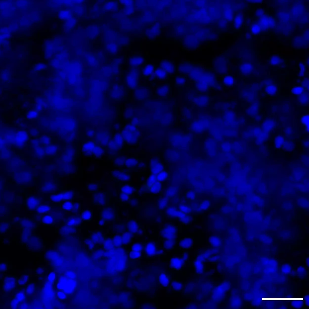CD41/CD61 Antibody, anti-human, REAlease® | Miltenyi Biotec | USA