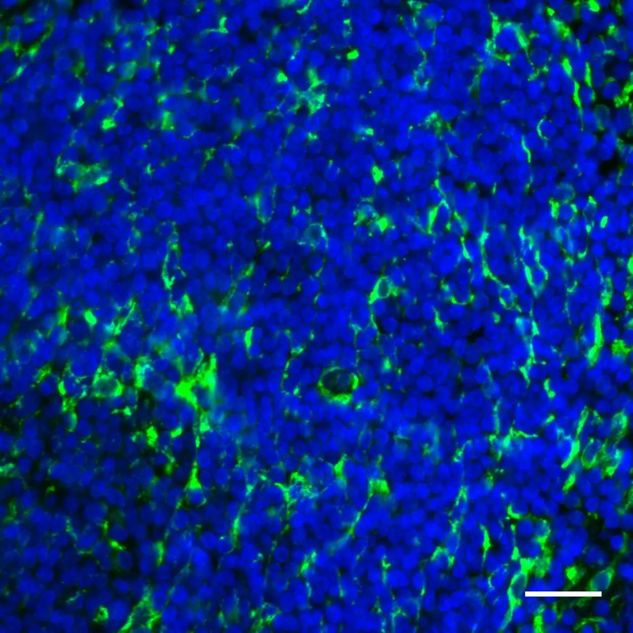 STING (TMEM173) Antibody, anti-human, REAdye_lease™ | Miltenyi Biotec ...
