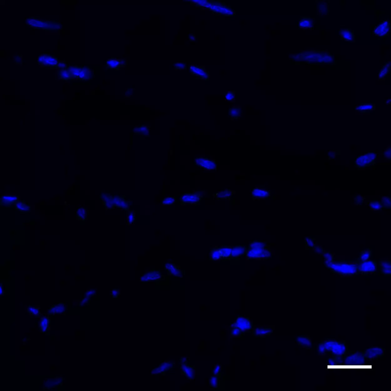 MYH7B Antibody, anti-human, REAdye_lease™ | Miltenyi Biotec | USA