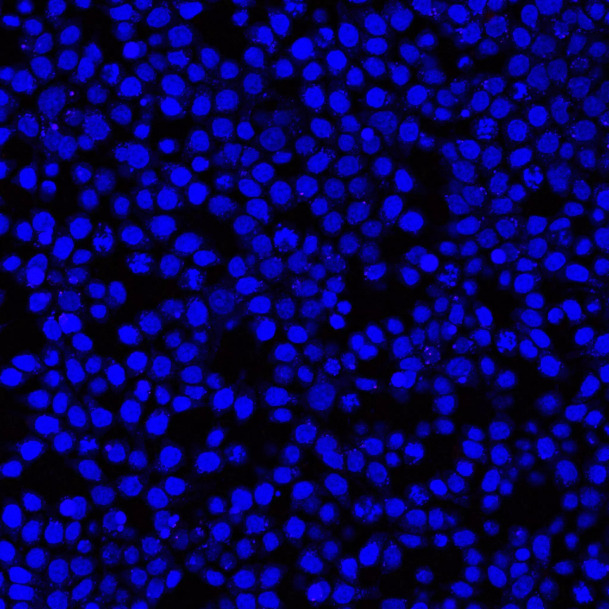 Claudin-4 Antibody, anti-human, REAfinity™ | Miltenyi Biotec | USA