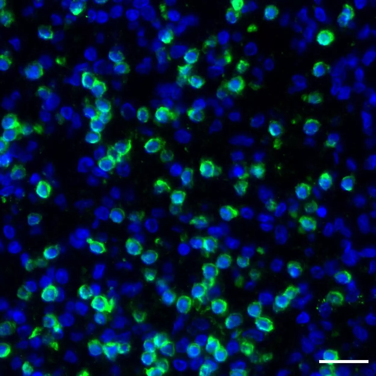 CD3 Antibody, anti-human, REAfinity™ | Miltenyi Biotec | USA