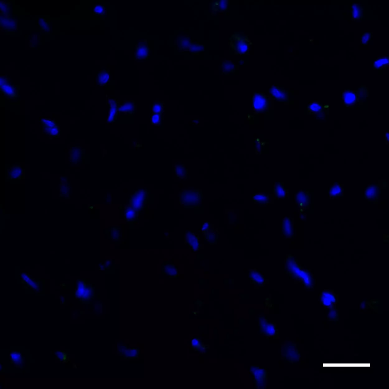 MYH7B Antibody, anti-human, REAdye_lease™ | Miltenyi Biotec | USA