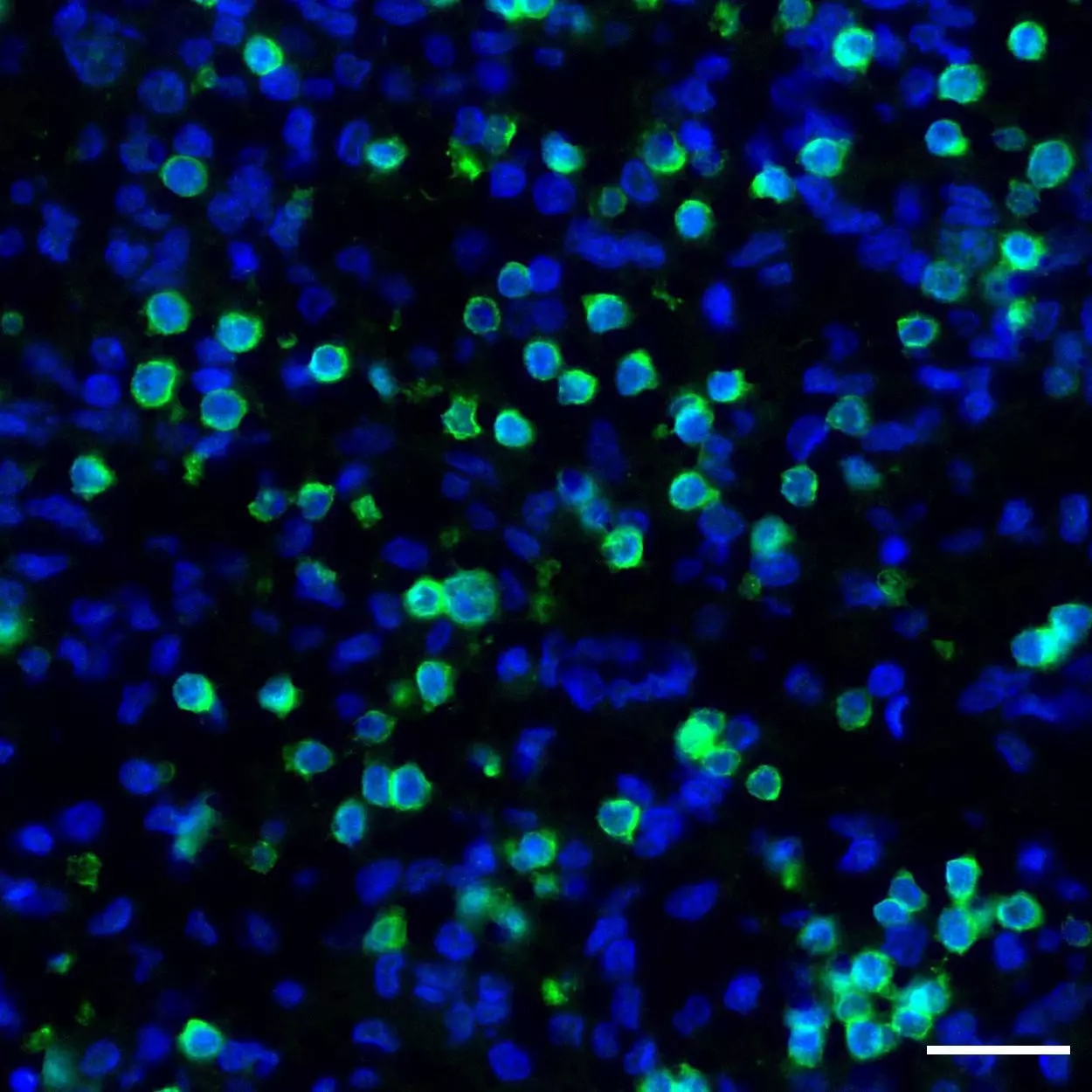 CD3 Antibody, anti-human, REAfinity™ | Miltenyi Biotec | USA