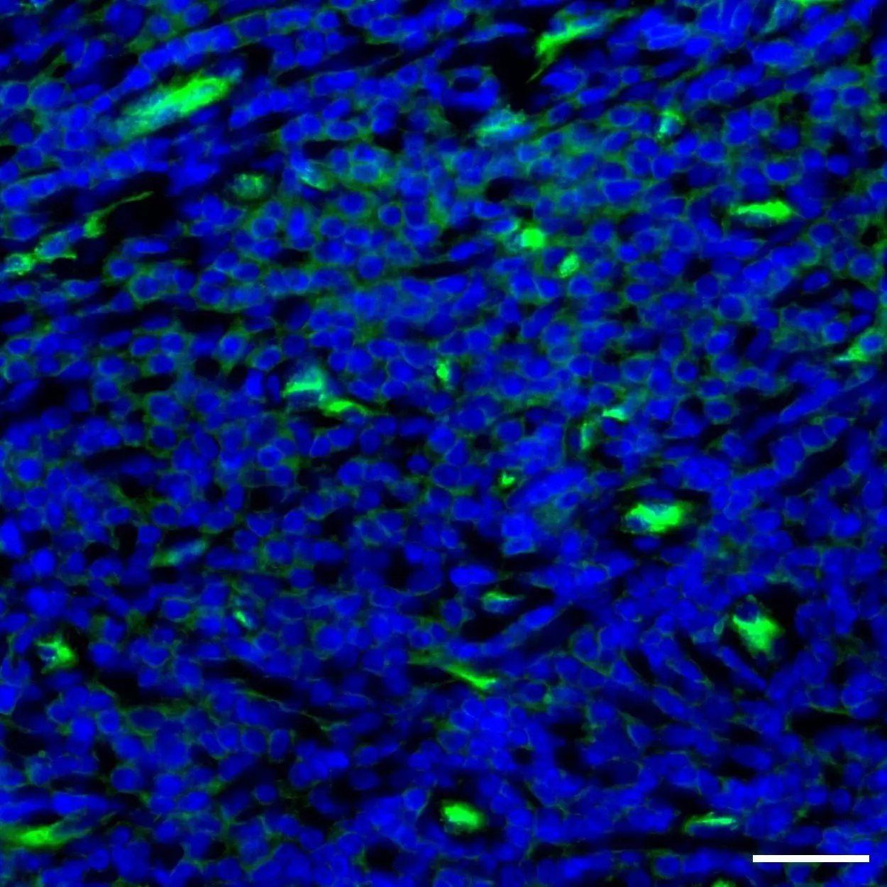 CD34 Antibody, anti-human, REAdye_lease™ | Miltenyi Biotec | USA