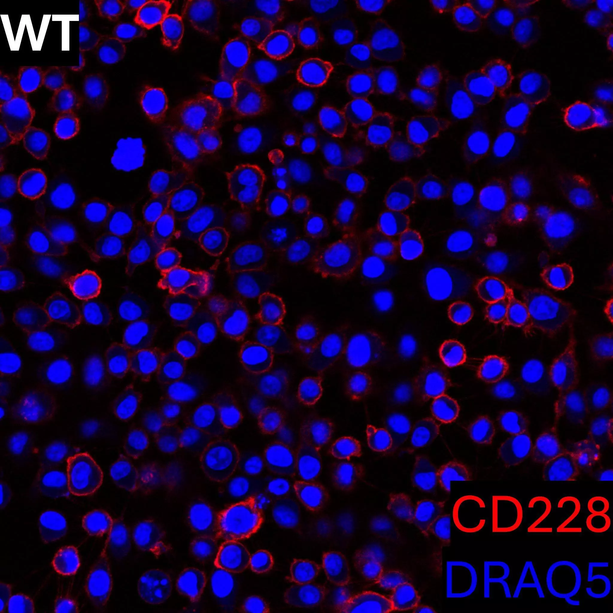 CD228 Antibody, anti-human, REAfinity™ | Miltenyi Biotec | USA