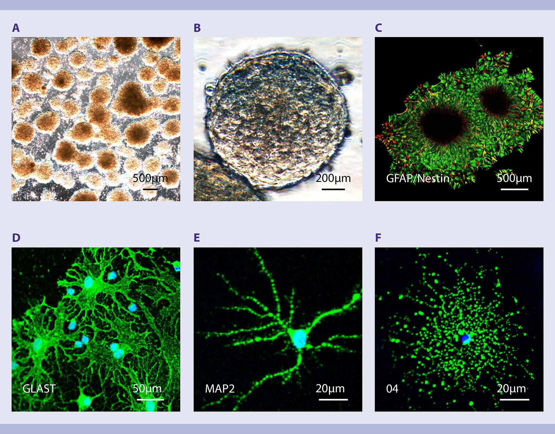 Stem cell sorting | MACSQuant Tyto | Miltenyi Biotec | USA