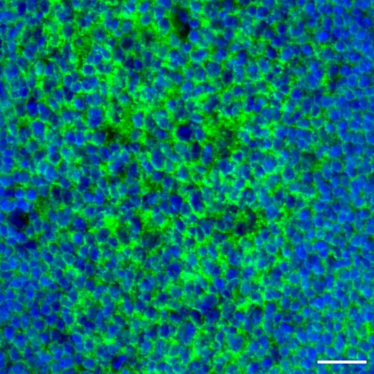 CD40 Antibody, anti-human, REAlease® | Miltenyi Biotec | USA