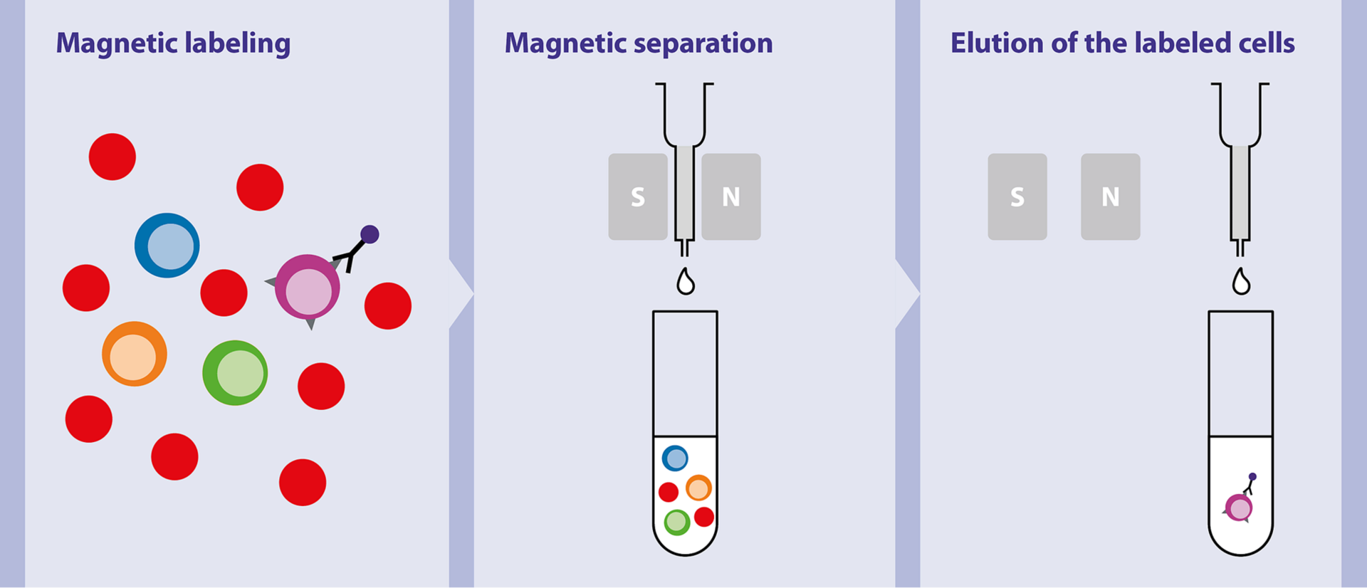 Cell isolation directly from whole blood | Miltenyi Biotec | USA