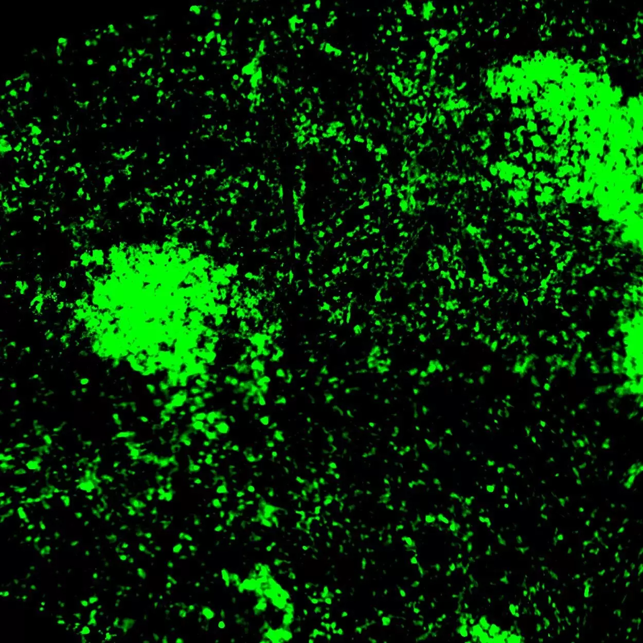 CD1d Antibody, anti-mouse | Miltenyi Biotec | USA