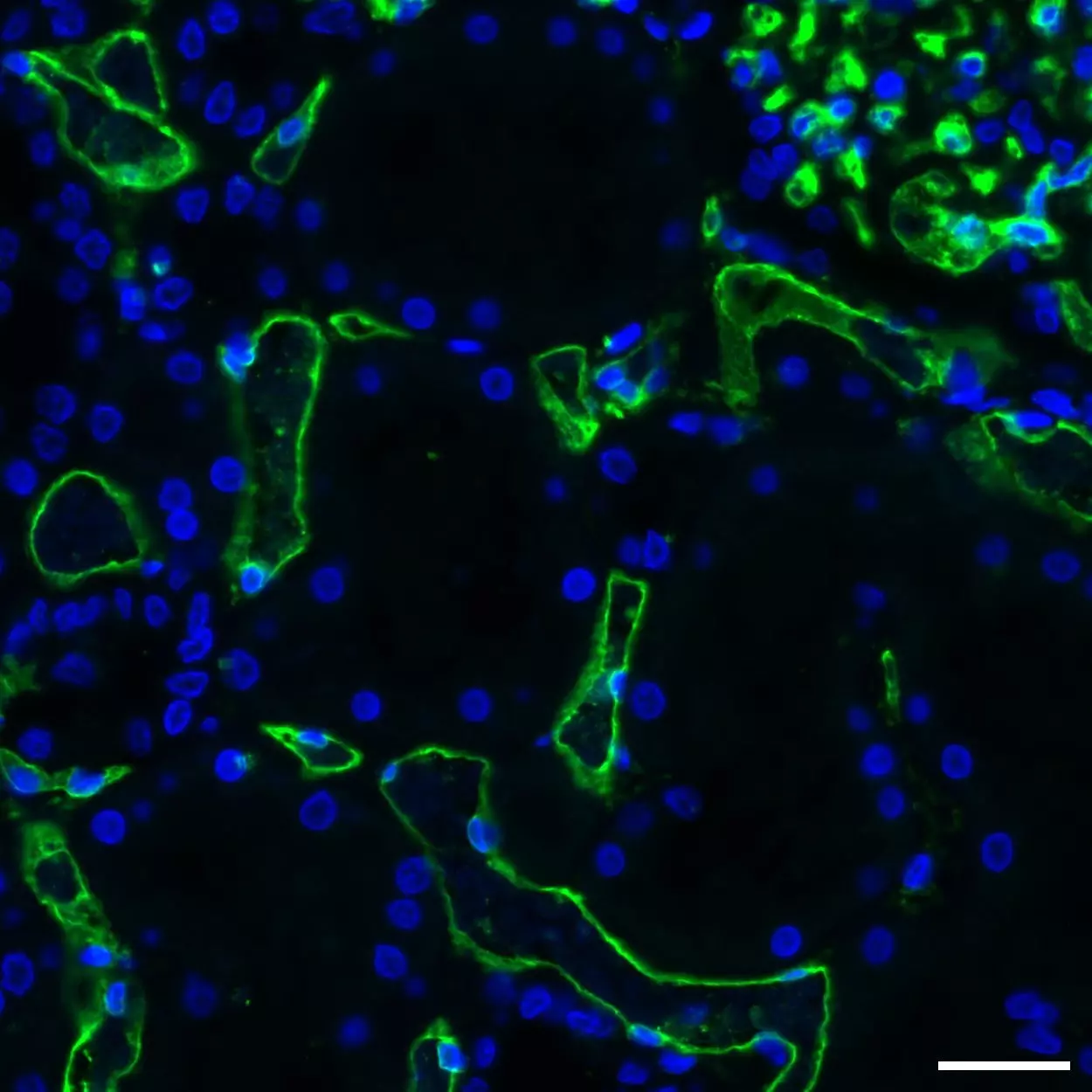 CD34 Antibody, anti-human, REAdye_lease™ | Miltenyi Biotec | USA
