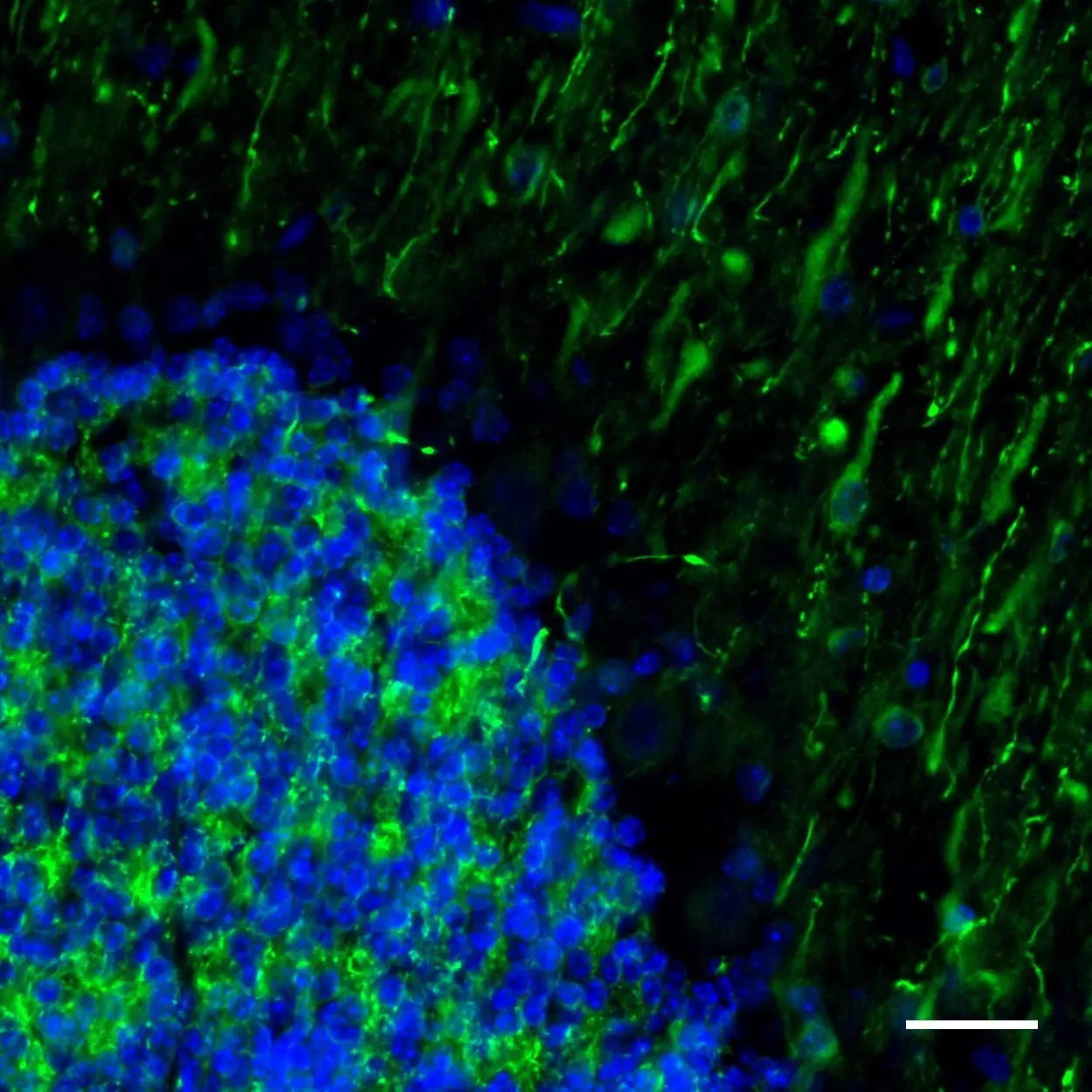MAP2 Antibody, anti-human, REAdye_lease™ | Miltenyi Biotec | USA