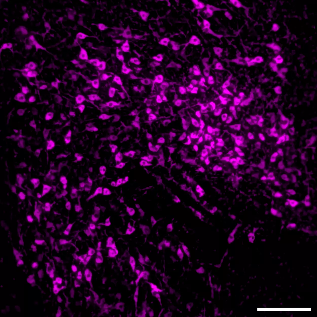 Tyrosine Hydroxylase Antibody, anti-human/mouse/rat, REAfinity ...