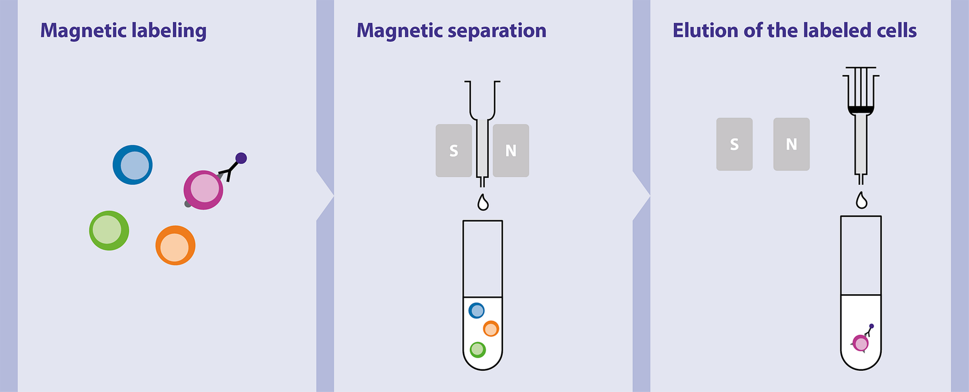 Cell separation strategies using MACS® Technology | Miltenyi Biotec | USA