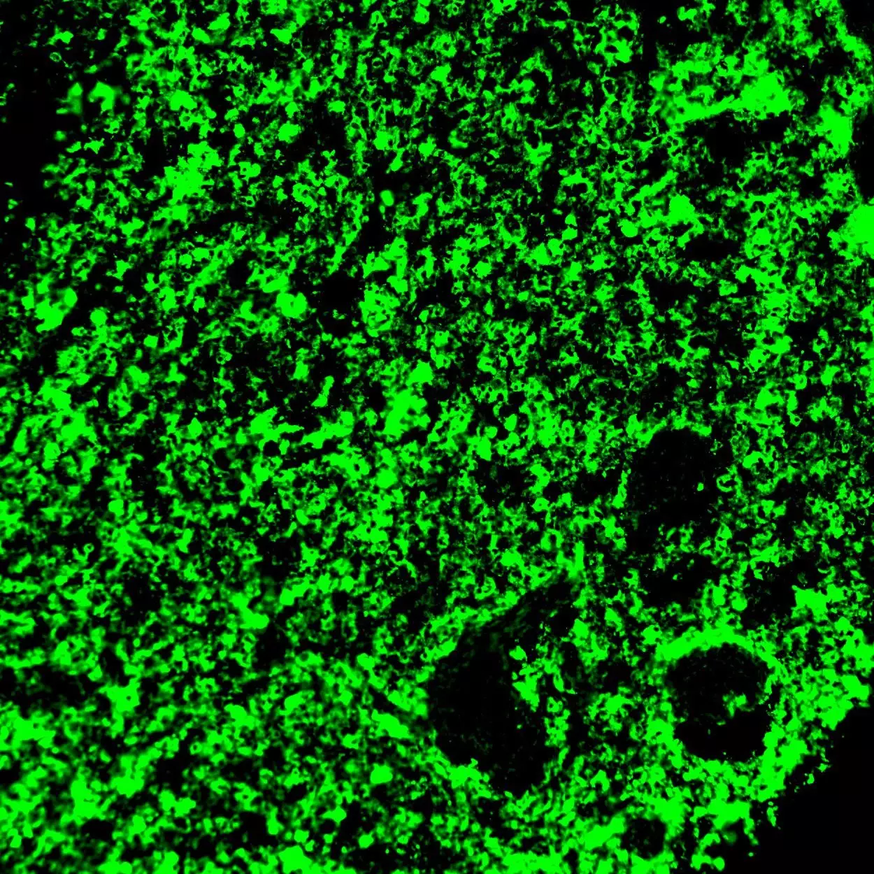 CD38 Antibody, anti-human, REAfinity™ | Miltenyi Biotec | USA