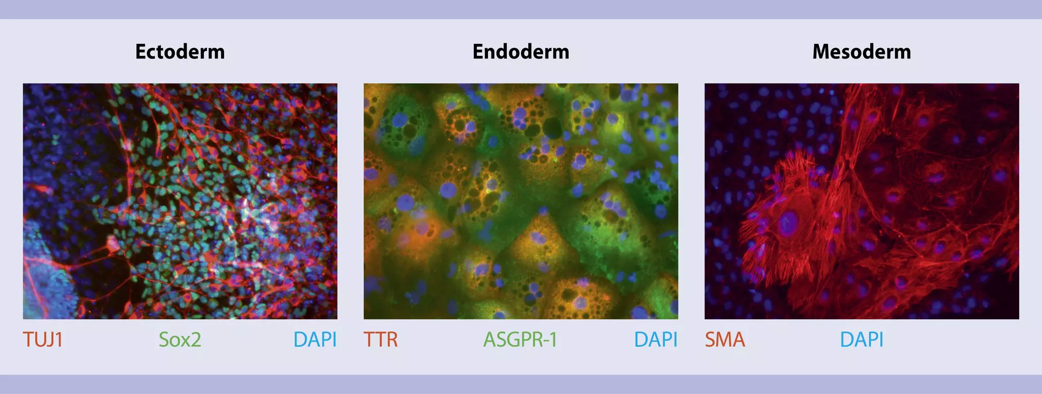 StemMACS™ DiffBase XF, human | Miltenyi Biotec | USA