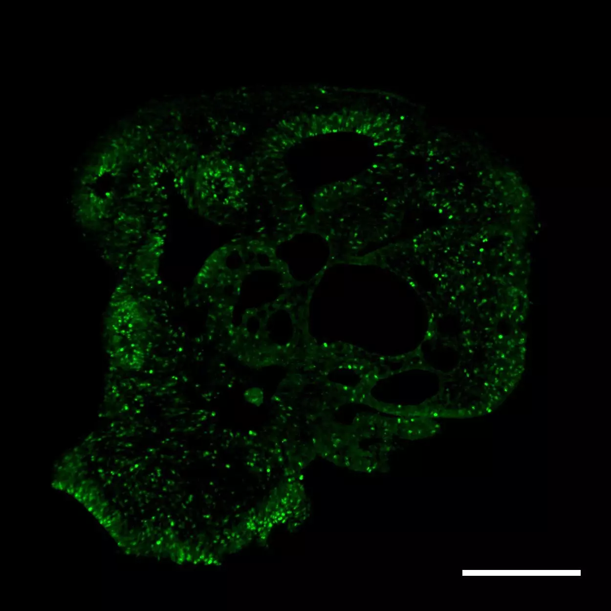 Ki-67 Antibody, anti-human/mouse, REAfinity™ | Miltenyi Biotec | USA