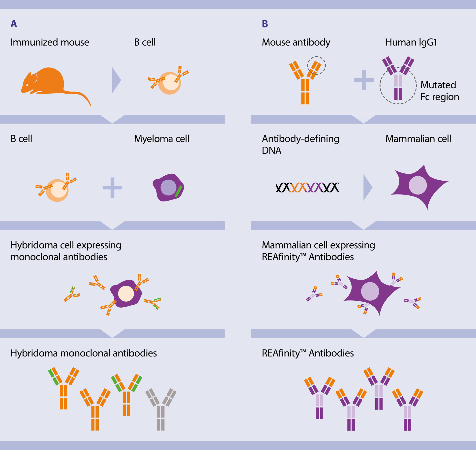 Antibody Production, Development & Quality control | Miltenyi Biotec ...