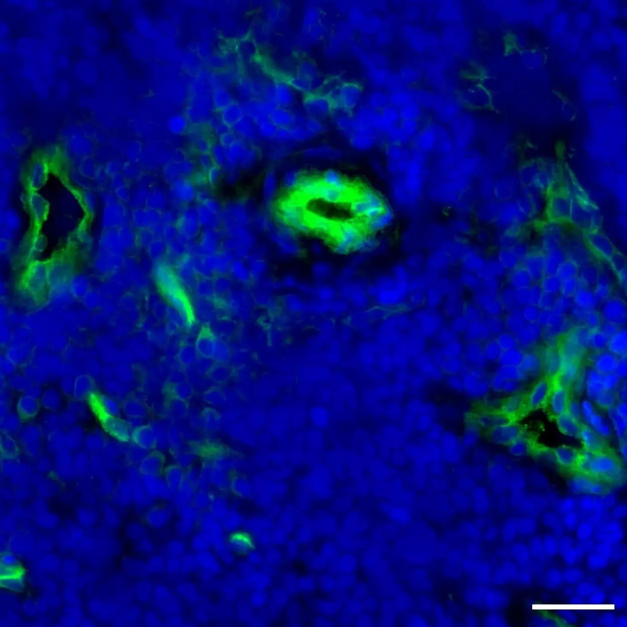 CD34 Antibody, anti-human, REAdye_lease™ | Miltenyi Biotec | USA