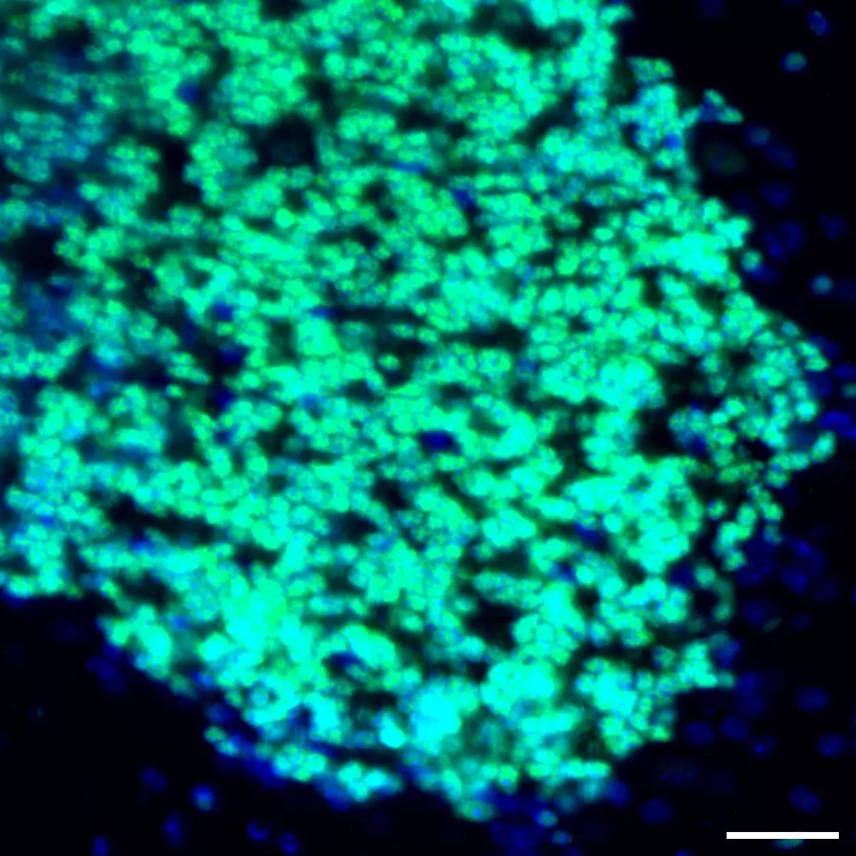 NeuN Antibody, anti-human/mouse/rat, REAfinity™ | Miltenyi Biotec | USA
