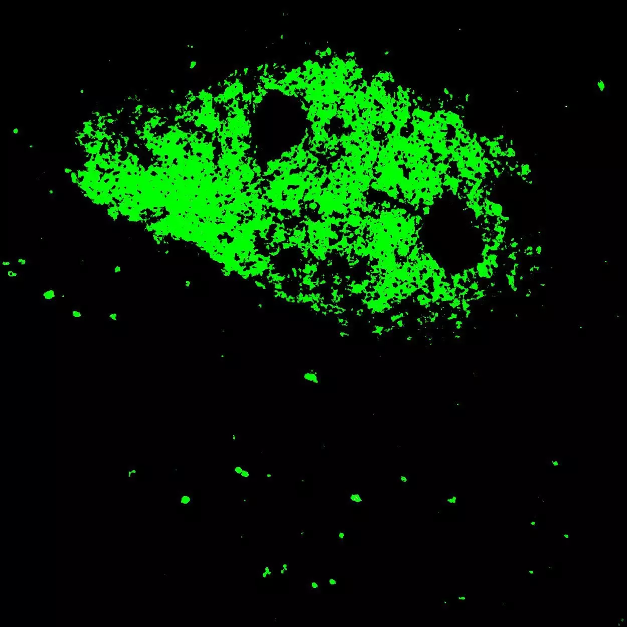 CD10 Antibody, anti-human | Miltenyi Biotec | USA