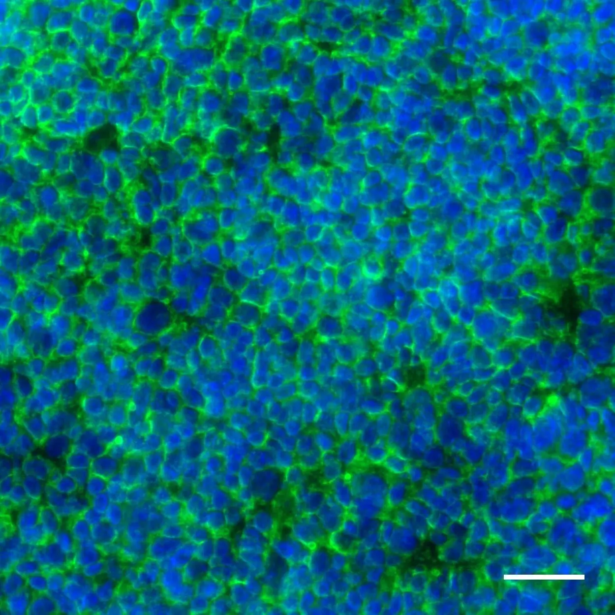 CD45 Antibody, anti-human, REAlease® | Miltenyi Biotec | USA