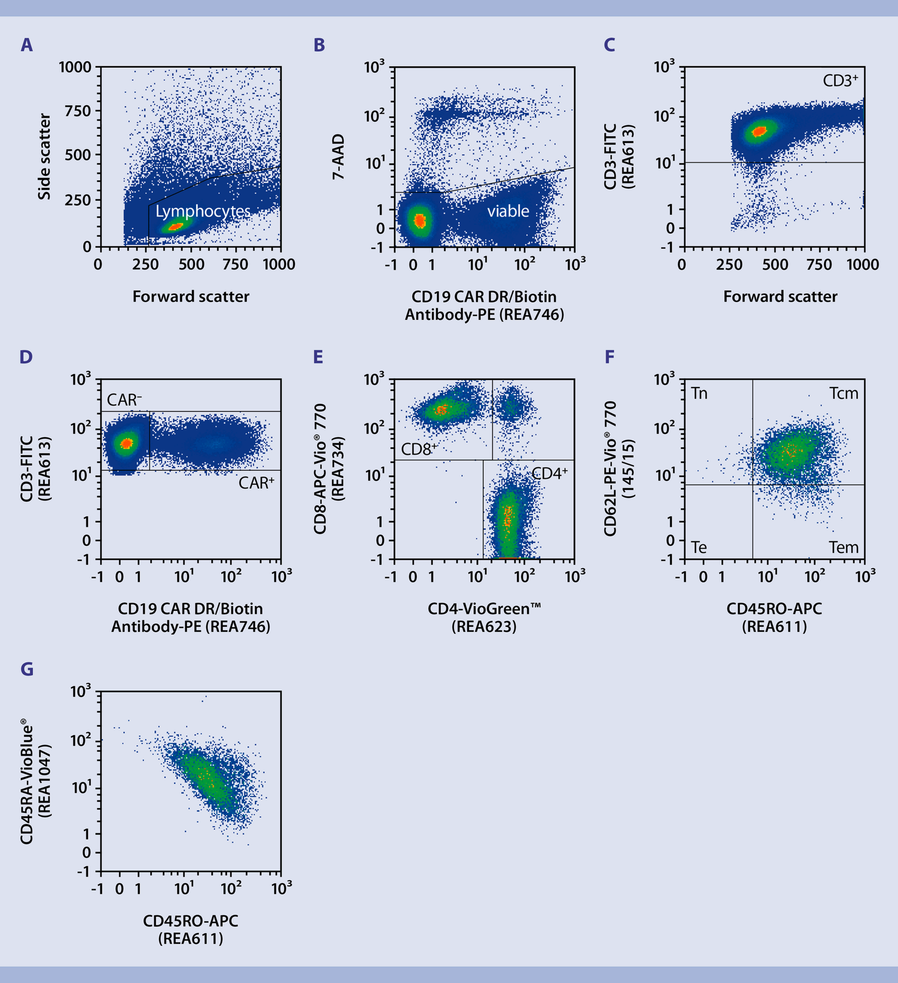 CAR T cell differentiation | T cell transduction | Miltenyi | Miltenyi ...