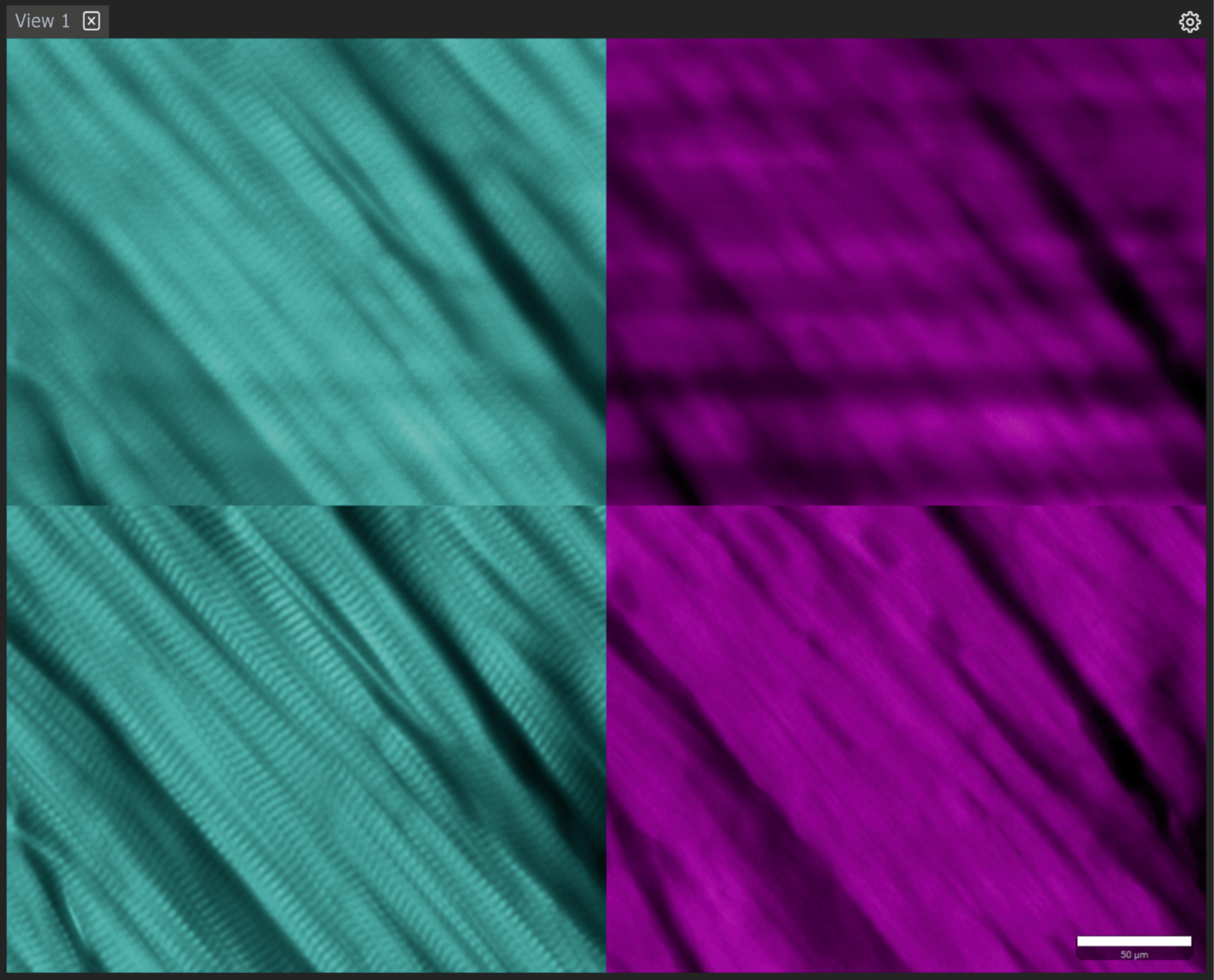 MACS® iQ View - 3D Large Volume Software | Miltenyi Biotec | USA