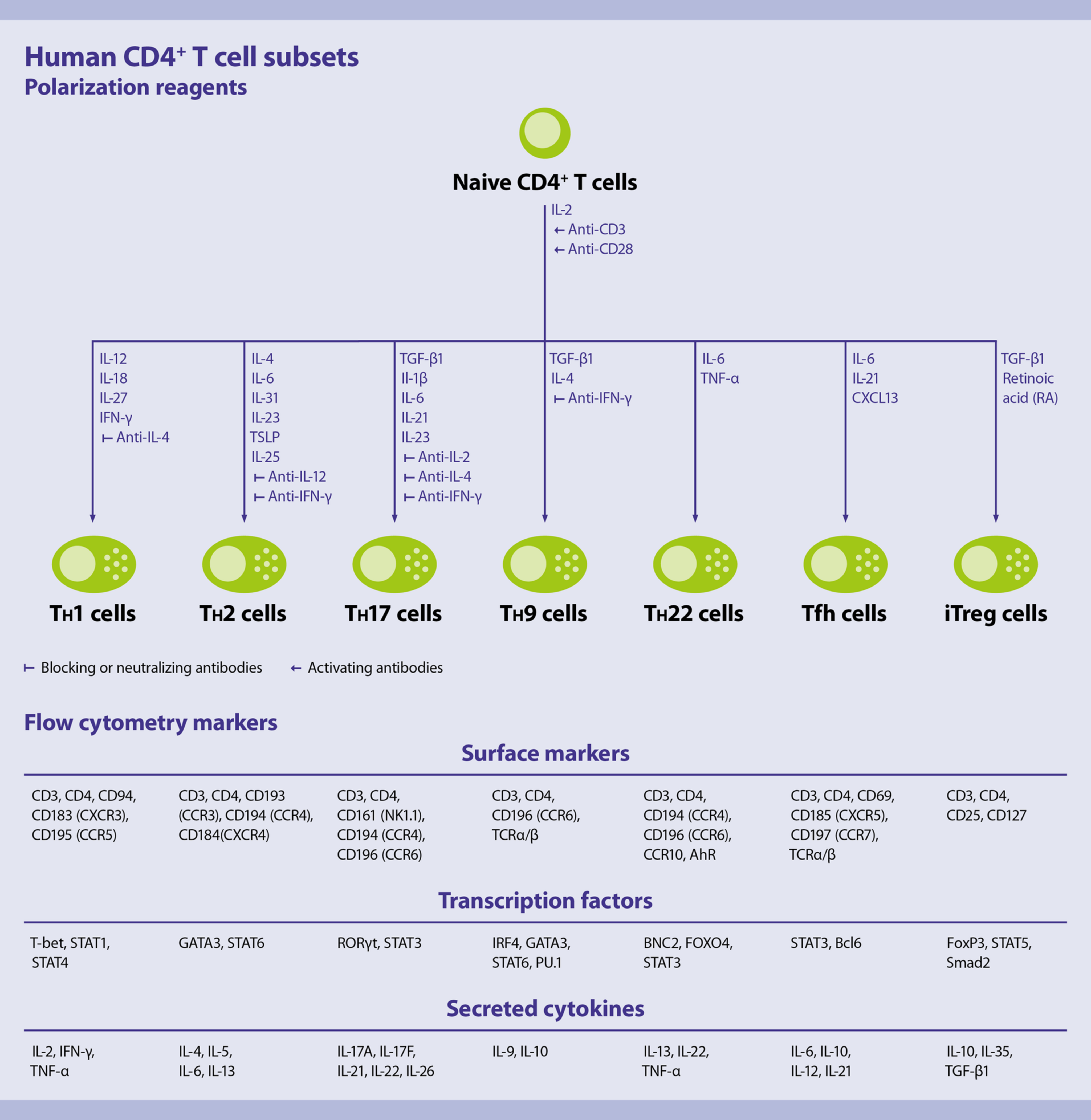 CD4+ T cells (human) | Miltenyi Biotec | Ireland