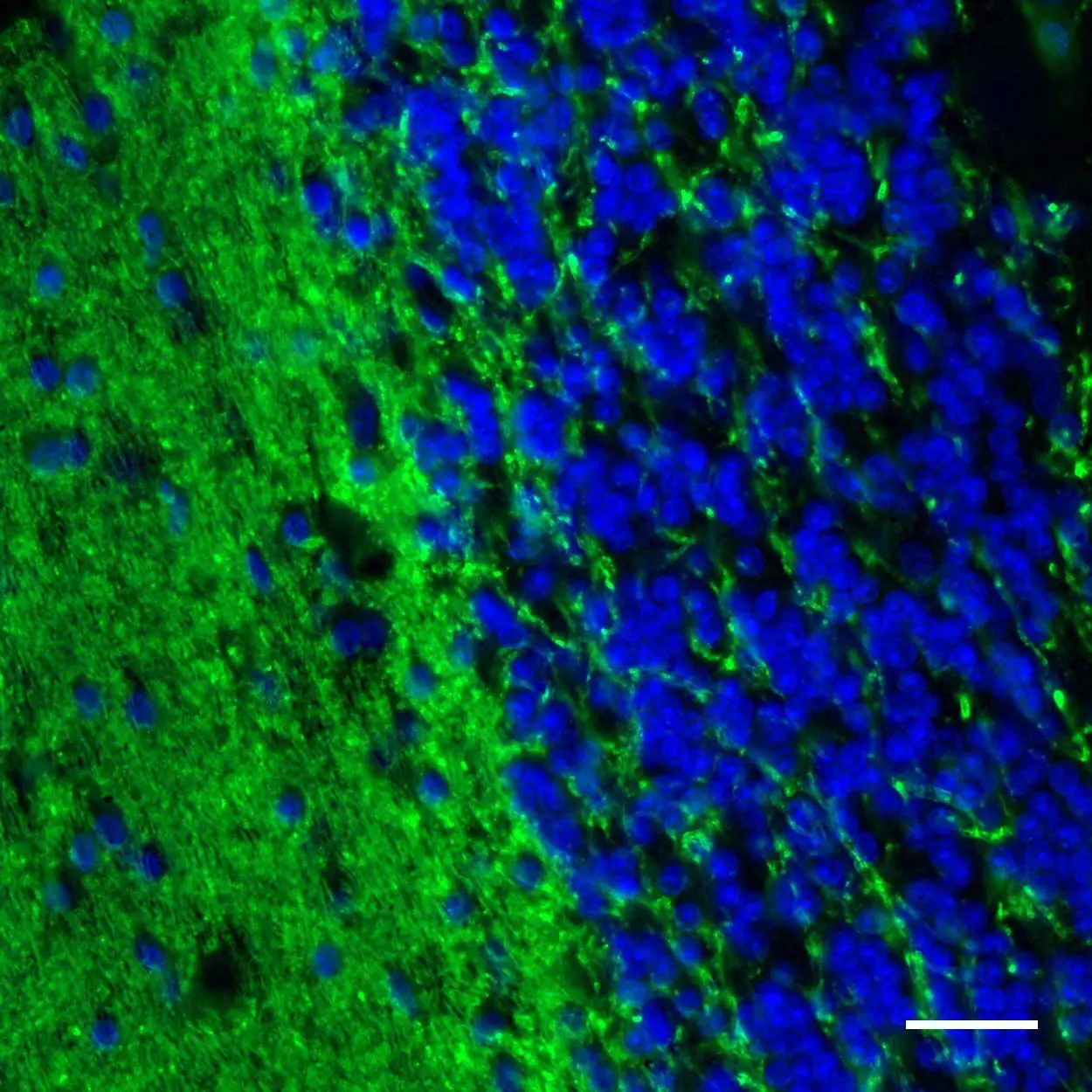 PLP Antibody, anti-human/mouse/rat, REAdye_lease™ | Miltenyi Biotec ...