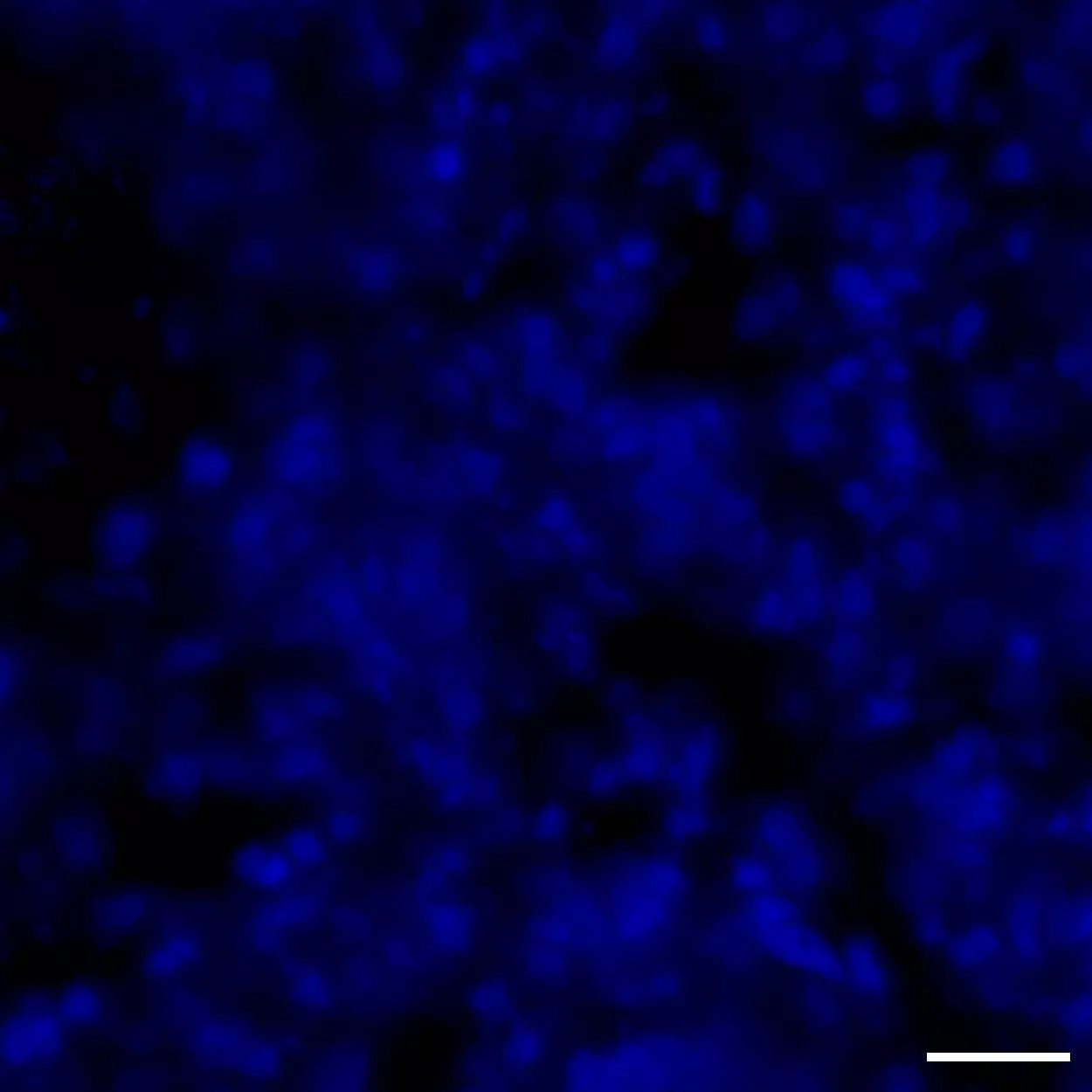 CD55 (DAF) Antibody, anti-human, REAlease® | Miltenyi Biotec | USA